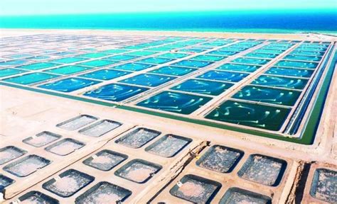 صحيفة الرؤية العمانية 16 مليون ريال لتعزيز الأمن الغذائي عبر استزراع
