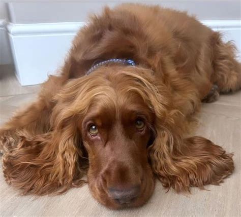 Red Cocker Spaniel Buying Options In 2024 Cocker Spaniel Journal
