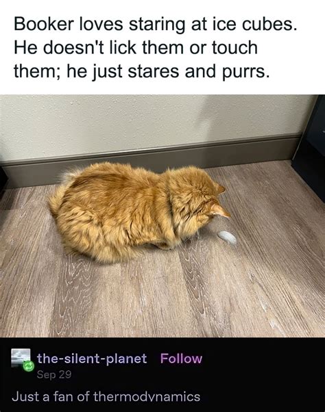 This Popular Instagram Account Shares Funny Cat Memes And Here Are 50