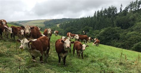 Artificial Selection Cows