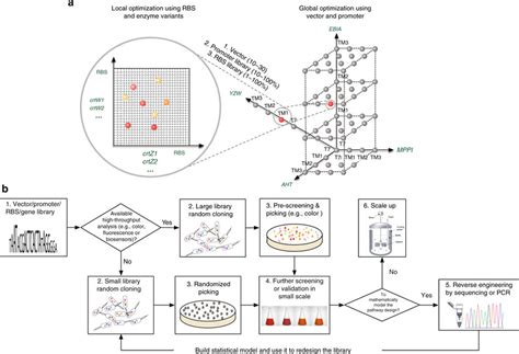 Illustration Of Mhp And Its Workflow A In Mhp Pathway Engineering Download Scientific Diagram