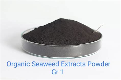 Seaweed Extract Powder Bag At ₹ 160 Kg In Kahalgaon Id 2851630471291