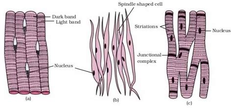 Tendon Diagram Class 9 Cbse Ncert Notes Class 9 Biology Tissues