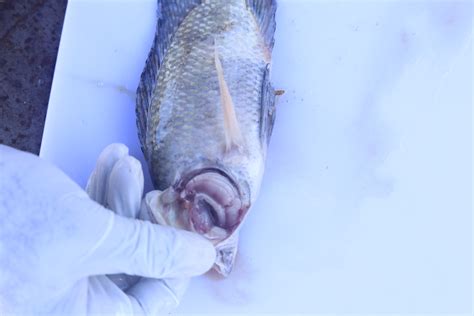 Digfish Object Detection Dataset By Home