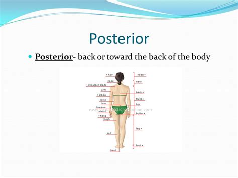 Anterior Anterior Front Or Toward The Front Of The Body Ppt Download