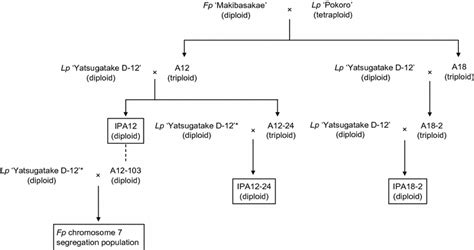 A Schematic Diagram Of The Breeding Process Of Introgression