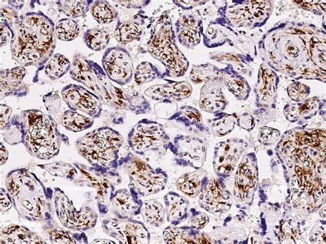 Sino Biological Folr2 Antibody Rabbit Mab 50µl Quantity Each Of 1
