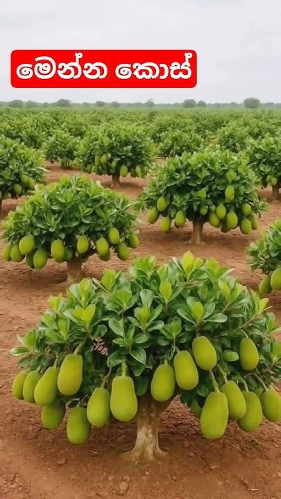 මෙන්න කොස් Jack Songs Hindisong Youtube