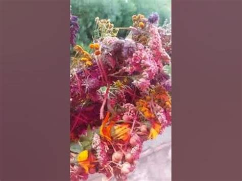 Скрутки из трав,окуривание. - YouTube