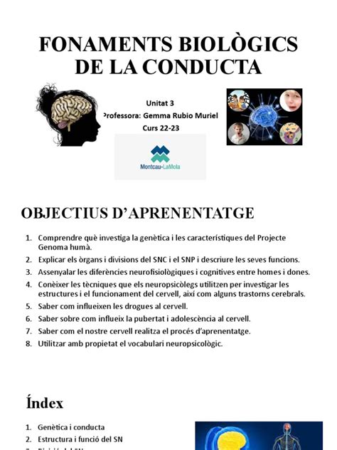 Unitat 3 Fonaments Biologics De La Conducta2 Pdf