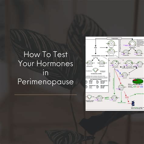 Hormone Testing In Perimenopause Francesca Liparoti
