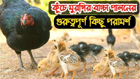 কুঁচে মুরগির বাচ্চা পালনে গুরুত্বপূর্ণ কিছু পরামর্শ মুরগির বাচ্চা