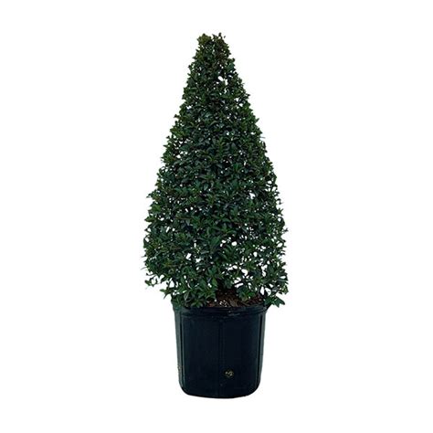 Eugenia Cone Topiary Plantvine