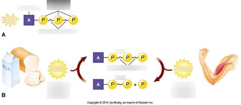Chp 19 Diagram 2 Diagram Quizlet