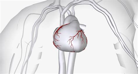 Las Arterias Coronarias Son Vasos Sangu Neos Que Envuelven El Exterior