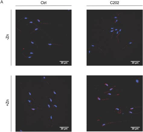 Cd63 Ha Facilitated Visualization And Confirmation Of Interactions