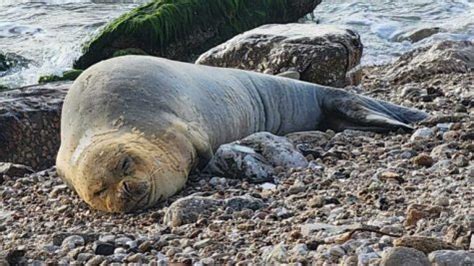 Meet The Endangered Seal Who Became A Celebrity On An Israeli Beach