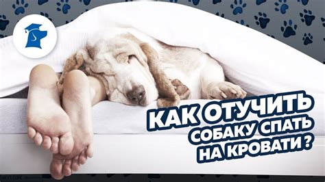 Как отучить собаку спать на кровати C хозяевами Как научить собаку