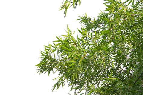 녹색 잎 또는 가지가 흰색 배경에 분리되어 있으며 클리핑 경로와 선택 포커스가 있습니다 0명에 대한 스톡 사진 및 기타 이미지 0명 건축물 곤충 Istock