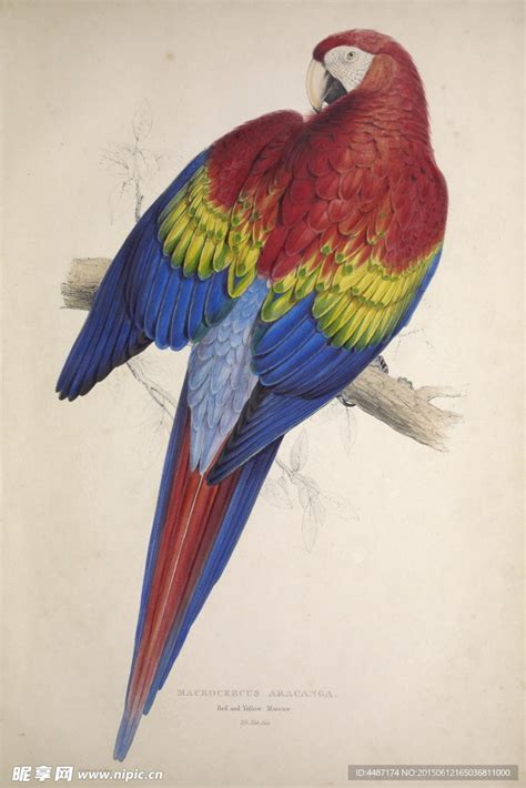 高清鸟类插画 手绘鹦鹉 装饰画设计图 鸟类 生物世界 设计图库 昵图网