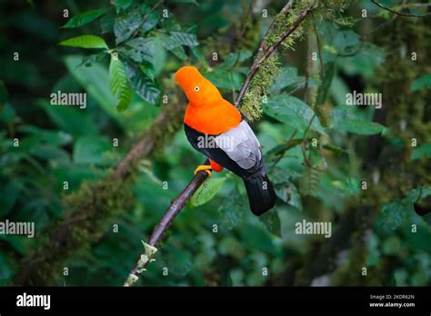 Male Andean Cock Of The Rock Rupicola Peruviana In The Manu National