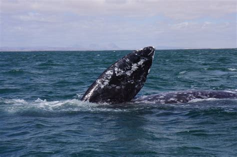 멕시코여행 바하칼리포르니아 수르 산이그나시오 고래구경 Whale Watching 네이버 블로그
