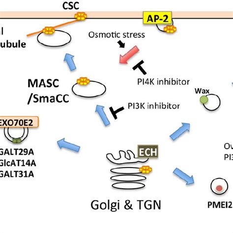 Schematic Illustration Of Membrane Trafficking Pathways Involved In