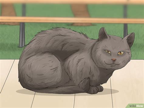 How To Earn The Trust Of Stray Cat 12 Expert Backed Tips