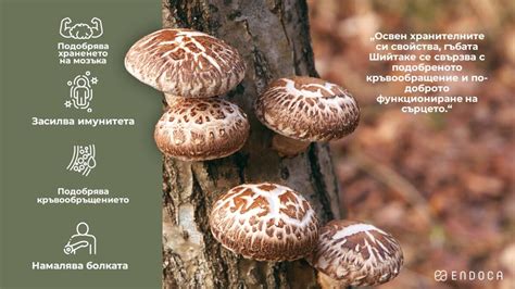Shiitake Mushroom Extract – Гъба Шийтаке