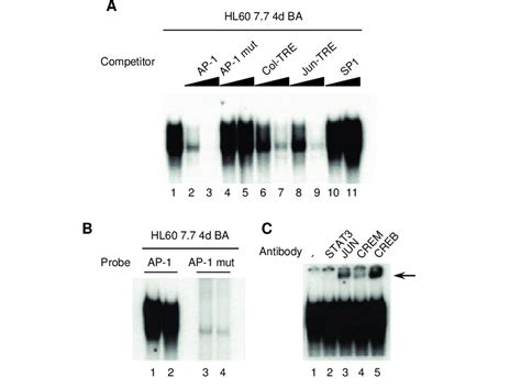 The AP 1 site in the IL 5Rα chain promoter binds multiple AP 1 family