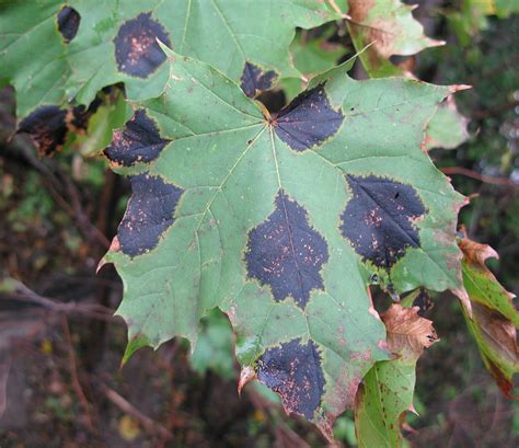 Disease Profiles Maple Tar Spot Iron Tree Tree Knowledge Base