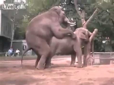 Elefantes Encuentro Sexual YouTube