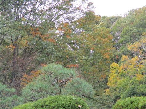 🍁🍁🍁 紅葉の季節が近づいてきました 🍁🍁🍁―お知らせ一覧―平塚市土屋霊園