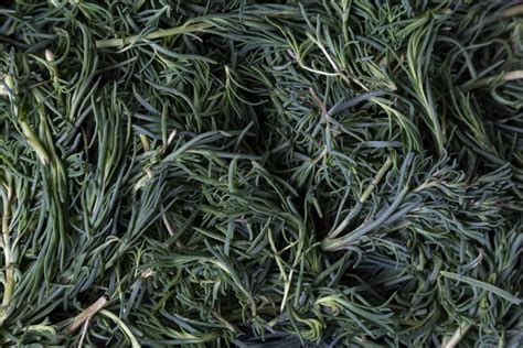 Conoce Los Beneficios De Comer Romeritos