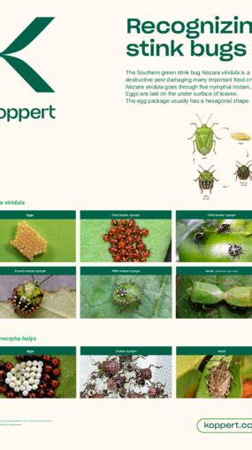 Poster Recognizing Stink Bugs Koppert Global