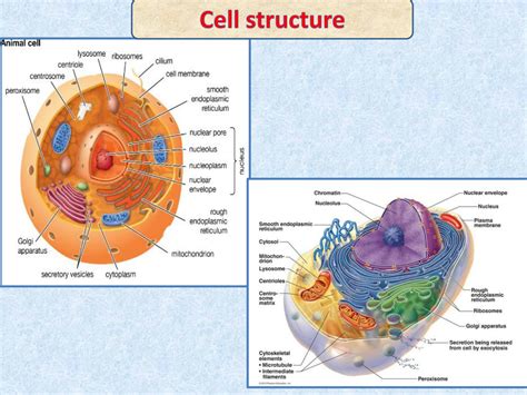 Solution Lecture 2cell Structure 1 Membranous Organelles Copy Studypool