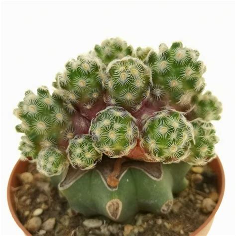 Mammillaria Saboae Ssp Haudeana 7 5 Cm Cactaceae Giromagi Vendita Piante Grasse