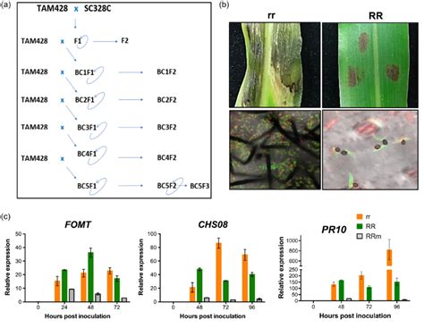 Defense Gene Expression In Near Isogenic Lines Of Sorghum That Differ Download Scientific