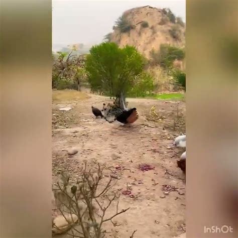 جنگل میں ناچا مور کس نے دیکھا” خوش قسمت لوگ ہیں جو یہ منظر دیکھتےہیں جو میں نے دیکھا ہے😍