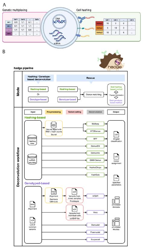 Overview Of Donor Deconvolution And The Hadge Pipeline A Schematic