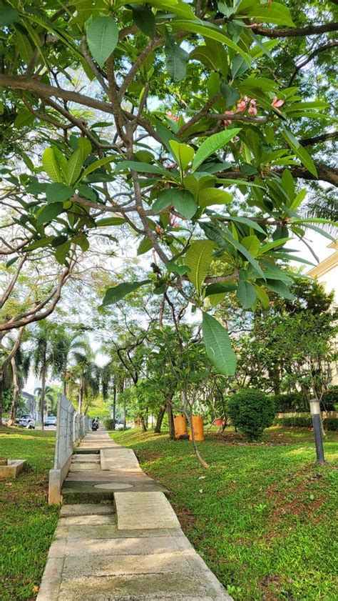 Small Pathways Surrounding By Tropical Trees Stock Image Image Of