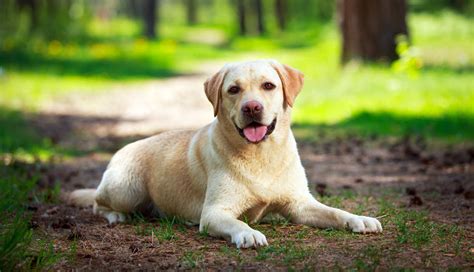 Labrador Breed Standard The Labrador Site
