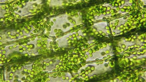 Microscopic Cyanobacteria