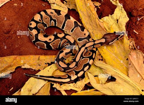 Ball Python Python Regius Togo From Senegal To Uganda Stock Photo Alamy