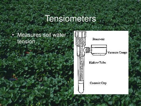 Ppt Irrigation Management Of Strawberry Powerpoint Presentation Free Download Id 6707567