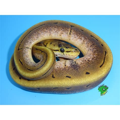 Enchi Spinner Calico Ball Python Hatchling Strictly Reptiles Inc