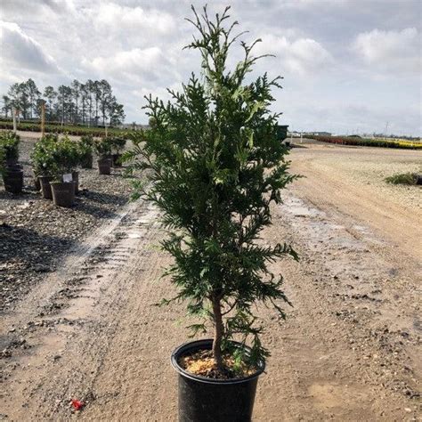 Thuja Green Giant ~ Green Giant Arborvitae Kings Sunset Nursery