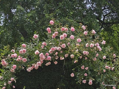 A Day In Bloom Brooklyns Rose Garden Travel Blog Travel Gumbo