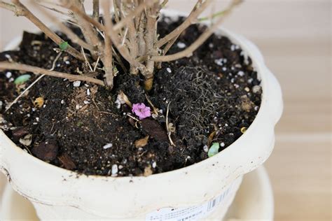 小木槿用深盆还是浅盆怎么换盆 花百科