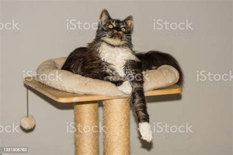 검은 색과 흰색 푹신한 메인 쿤 고양이 고양이 침대와 발 아래로 회색으로 올려다 가르랑거림에 대한 스톡 사진 및 기타 이미지
